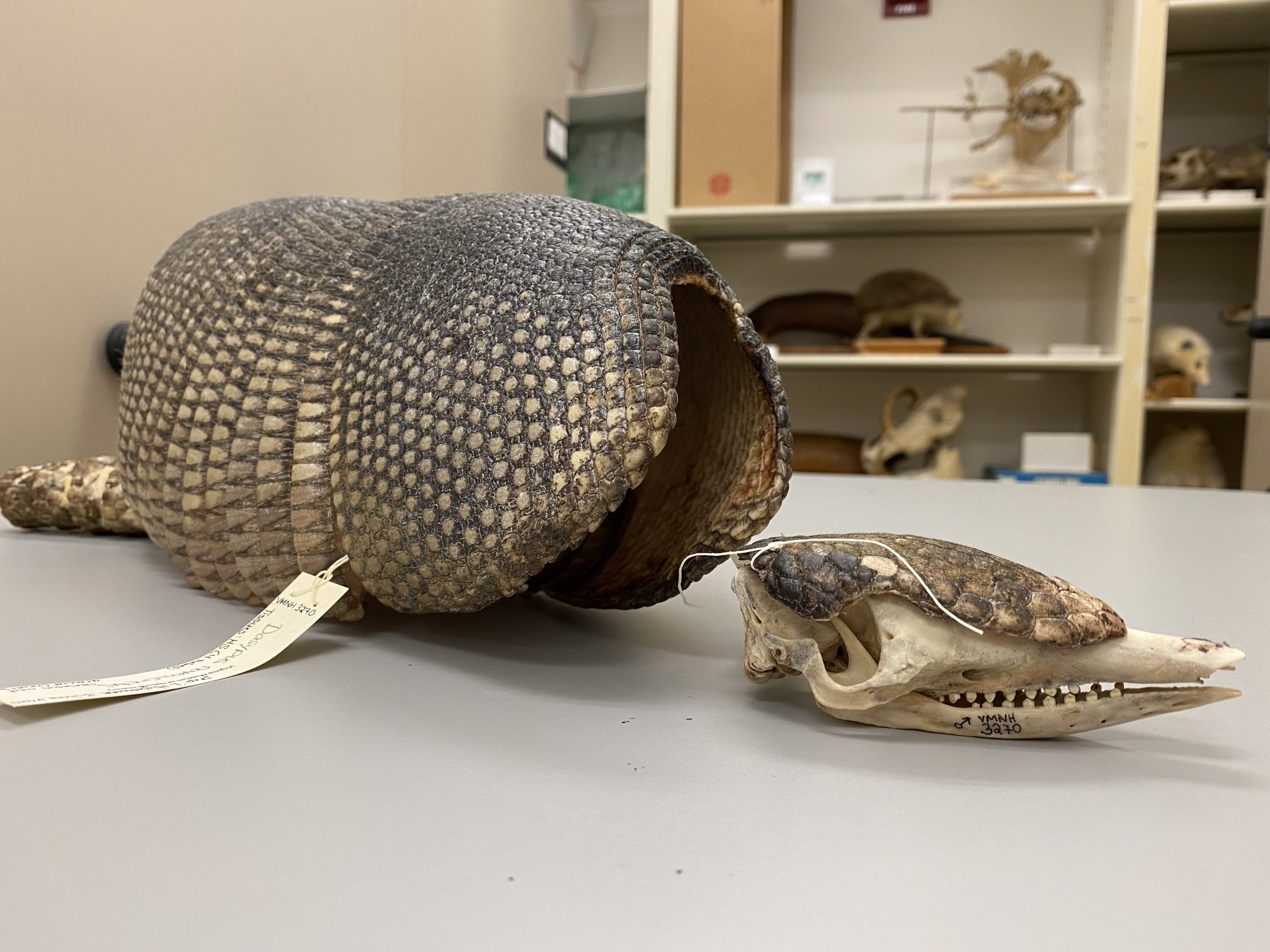 Armadillos are moving into Southwest Virginia - Cardinal News