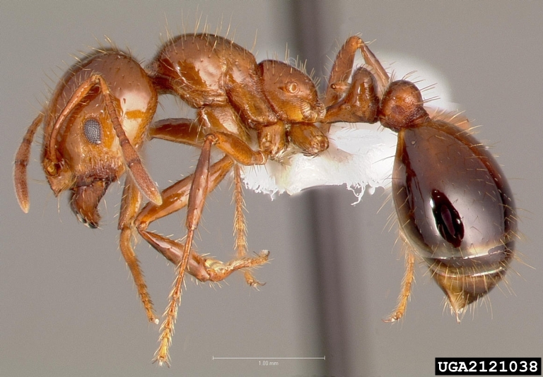 Fire ants are marching westward in Virginia, driven by a changing ...