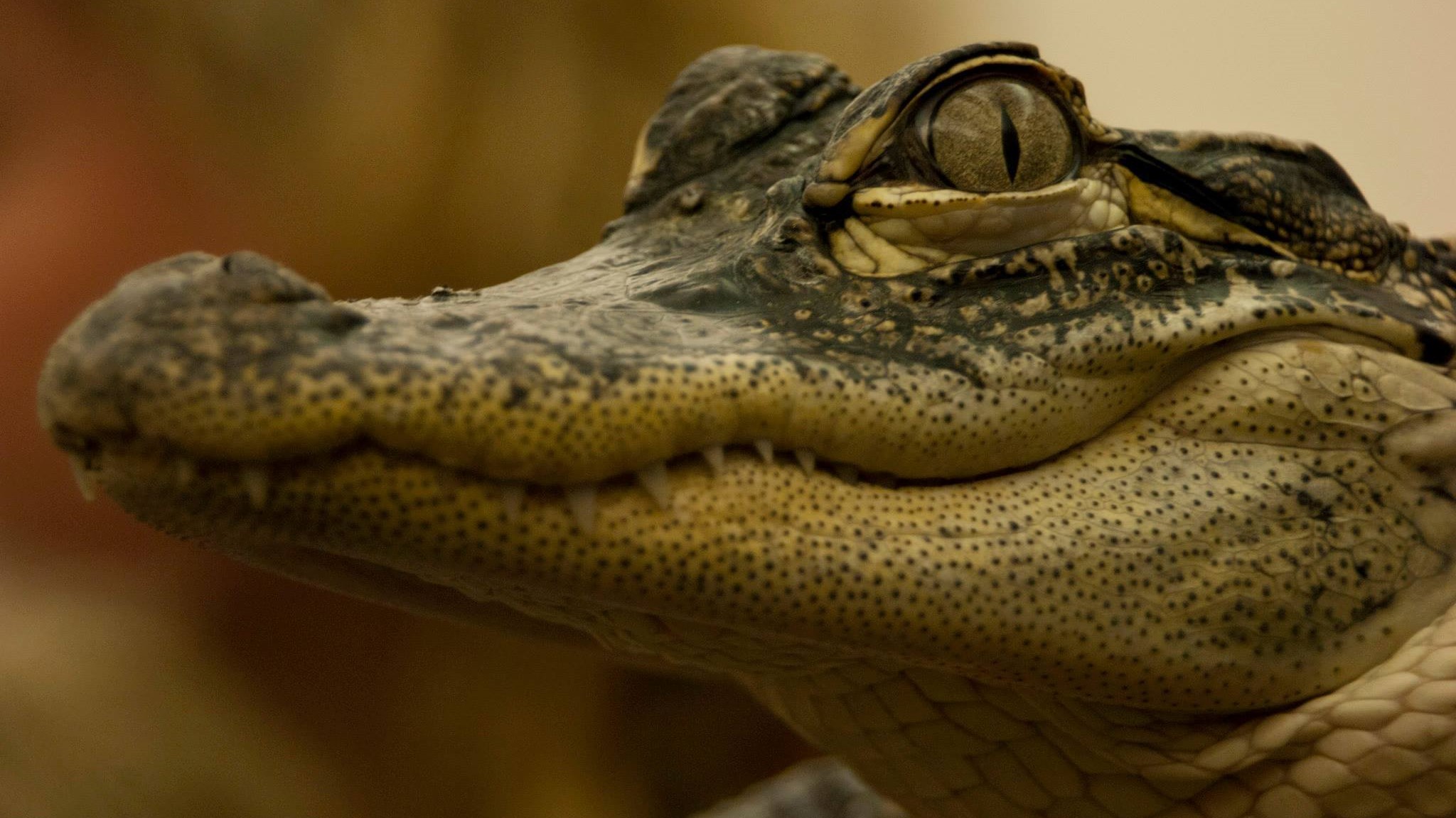 Reptile festival slithers into Martinsville; more . . . - Cardinal News