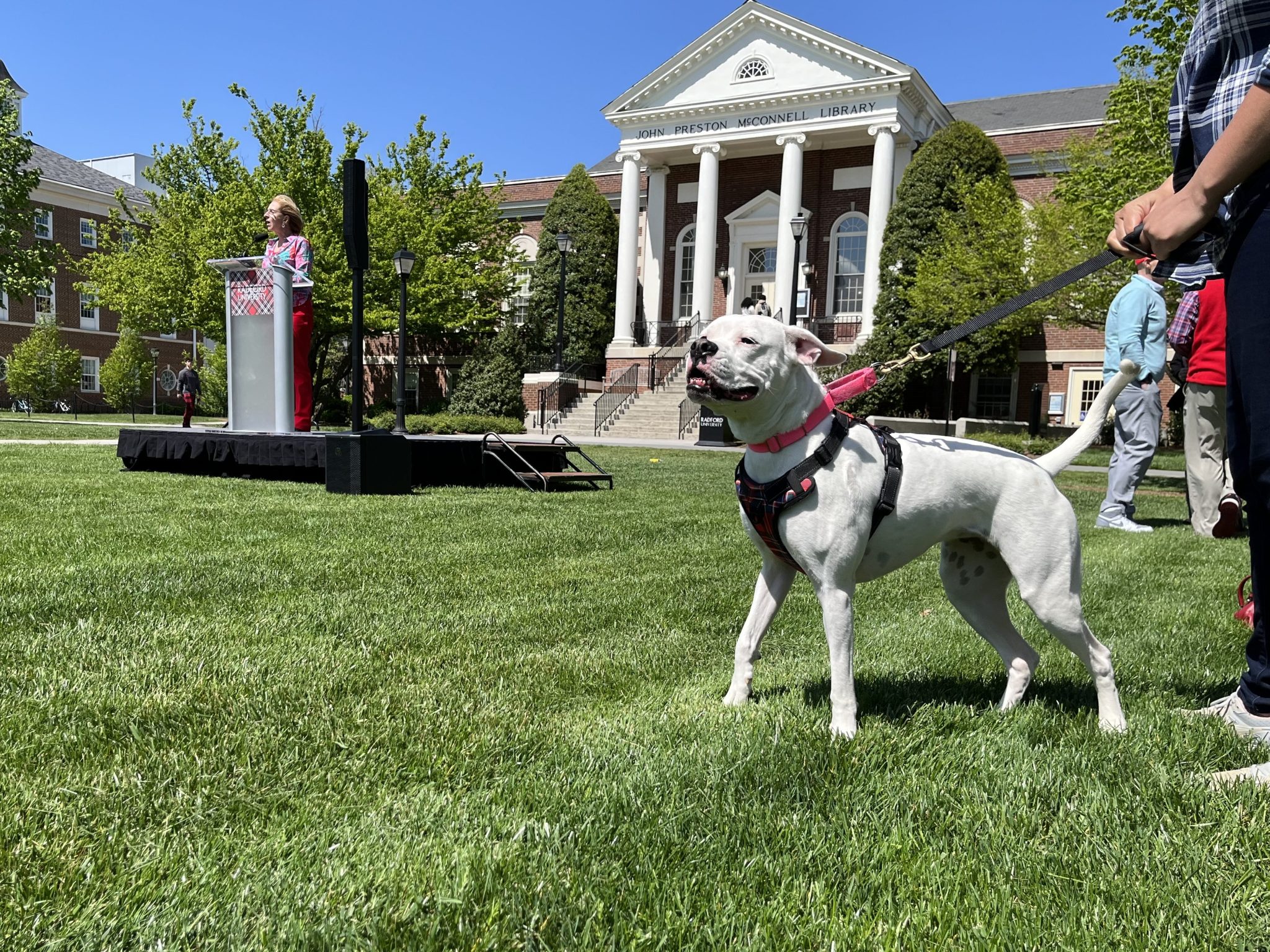Why therapy dogs are gaining popularity on college campuses - Cardinal News