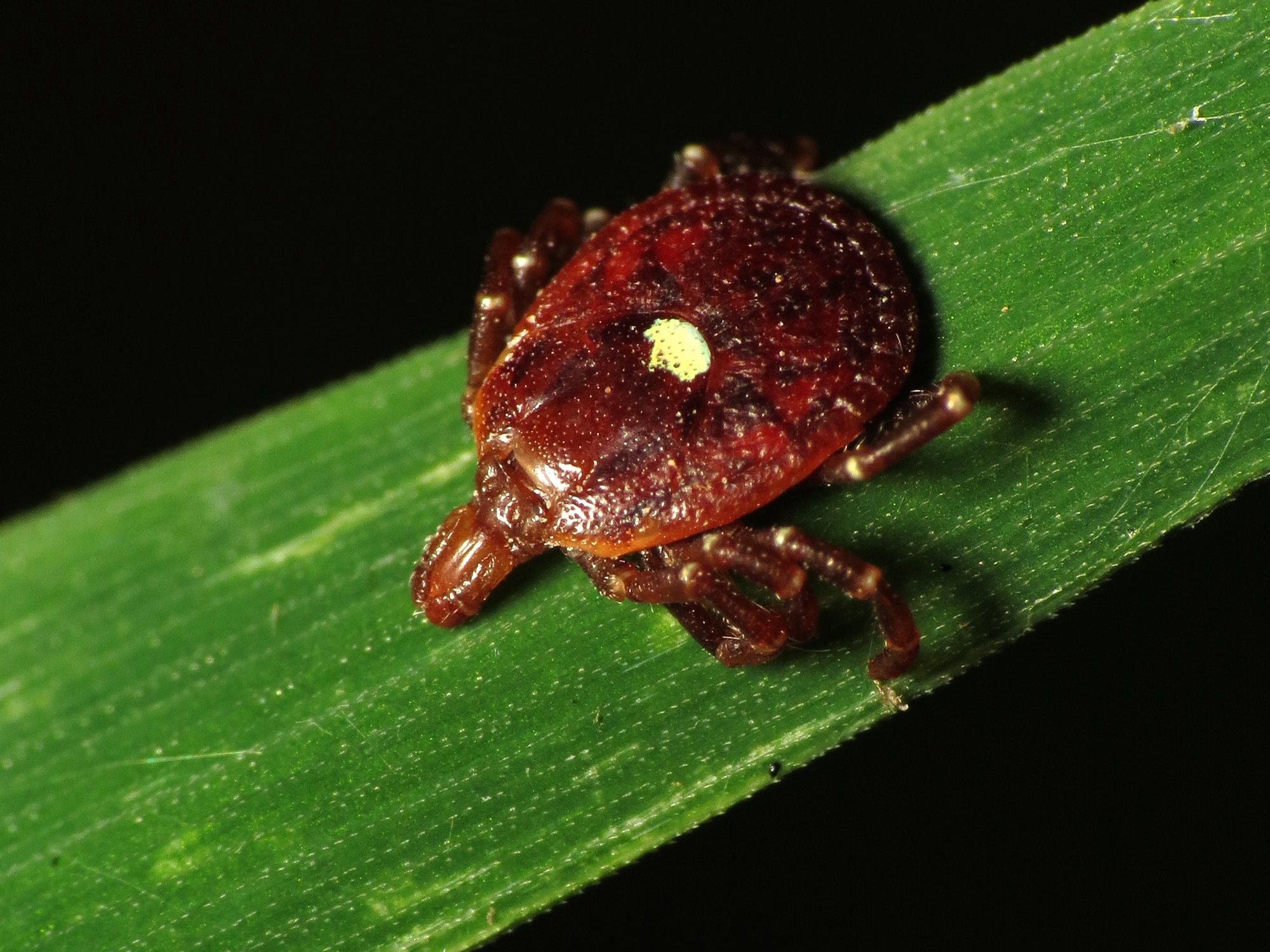 Bedford County hot spot for alpha-gal, meat allergy caused by tick ...