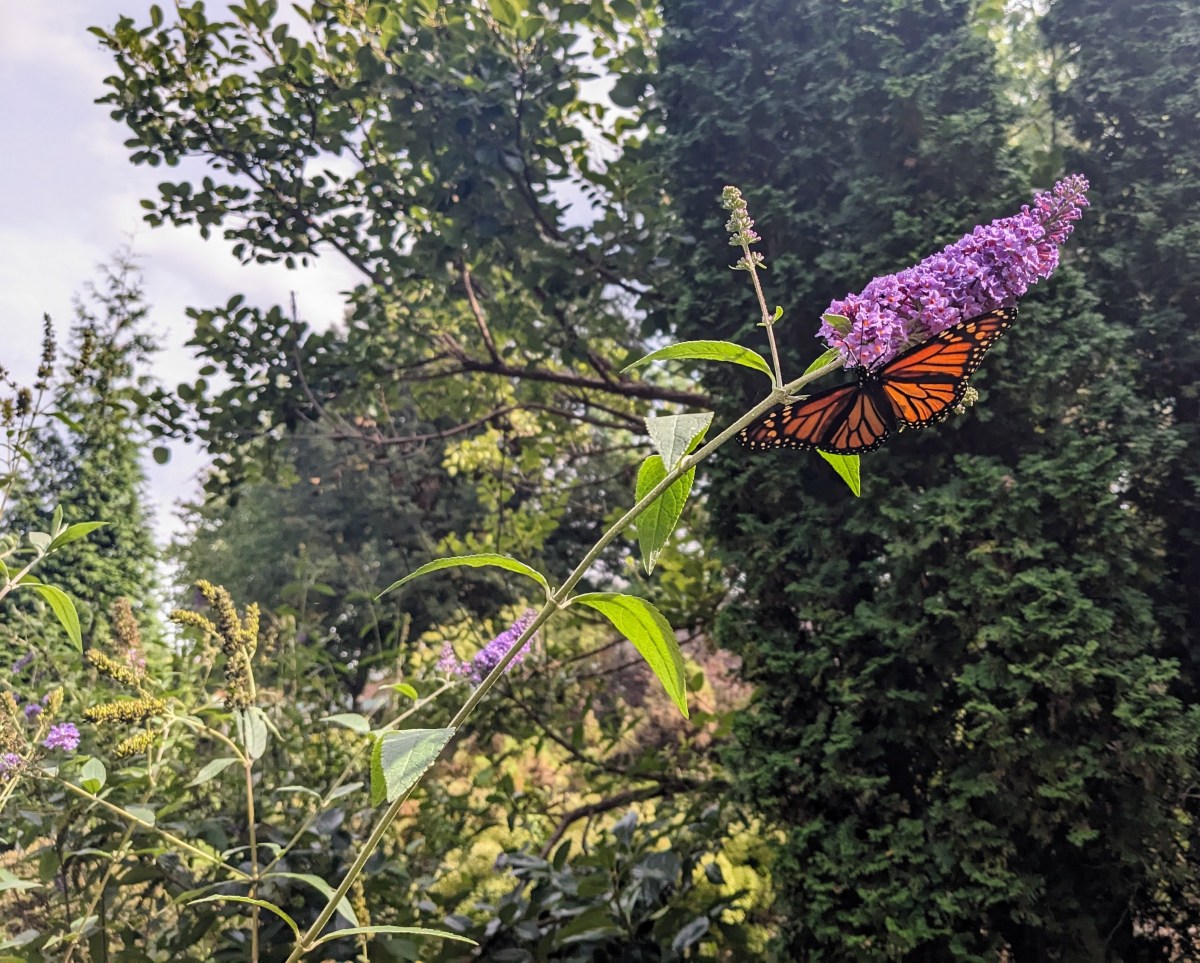 cities and campuses find ways to encourage pollinators, become bee ...