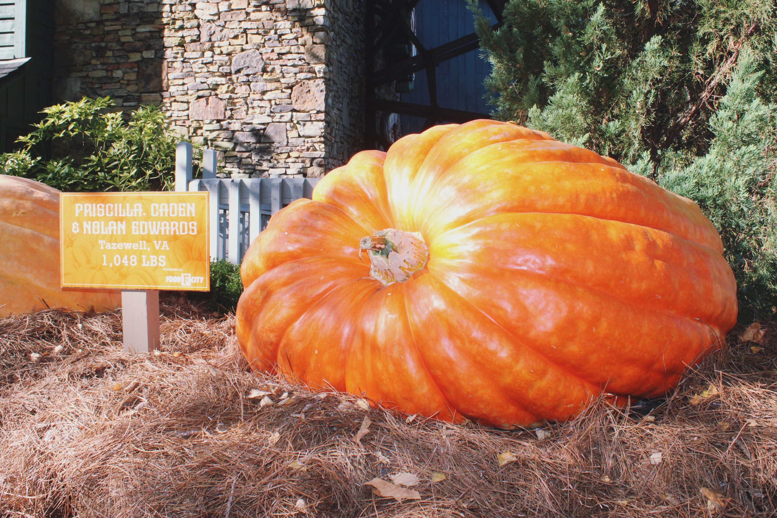 Tazewell family has a 1,048 pound pumpkin on display in Dollywood ...