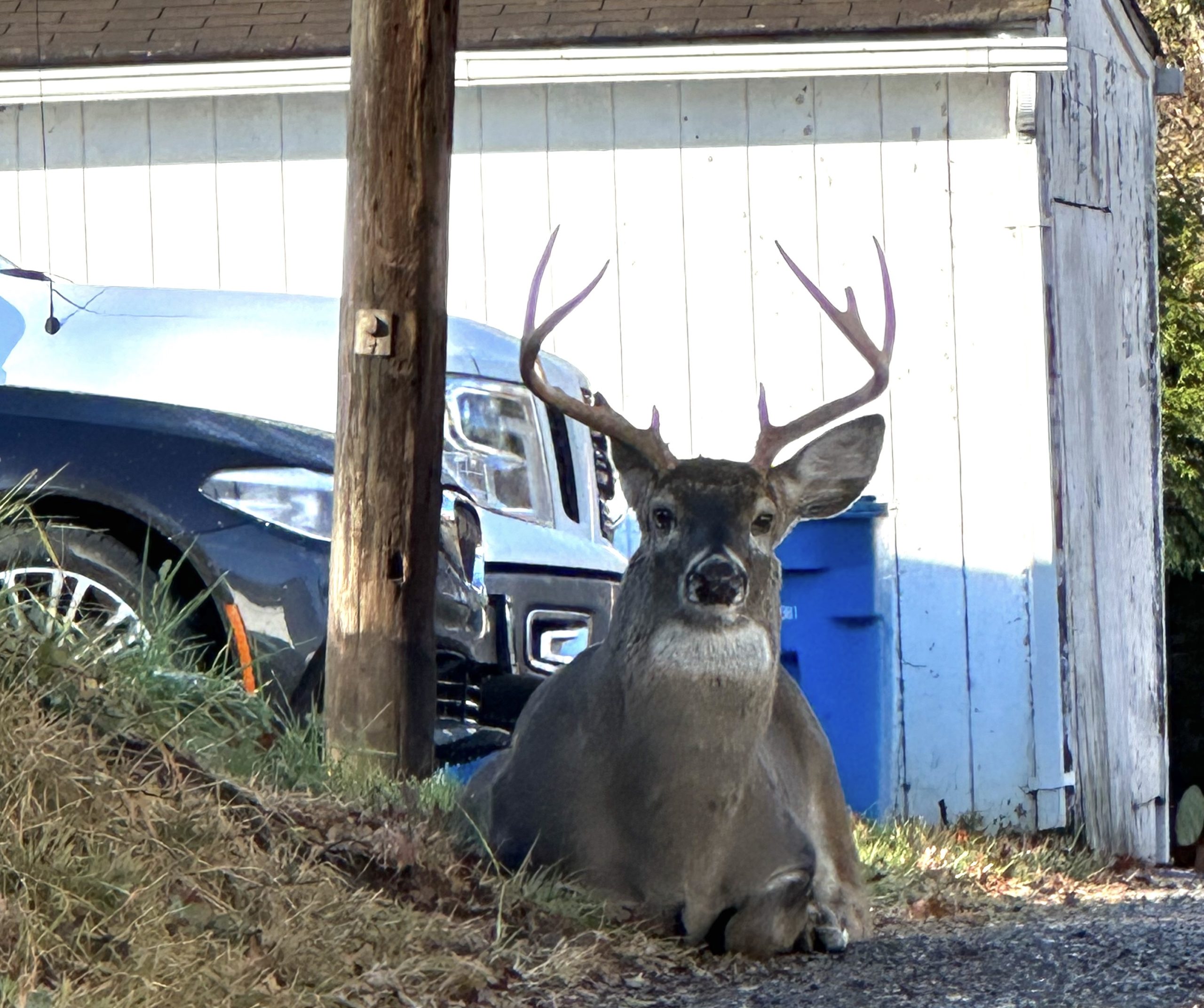 There are more deer in cities and suburbs, and fewer hunters in ...