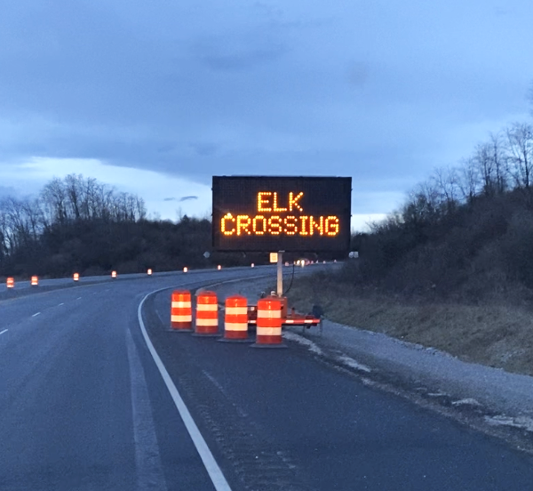 Virginia looks for ways to protect elk from traffic as their population ...