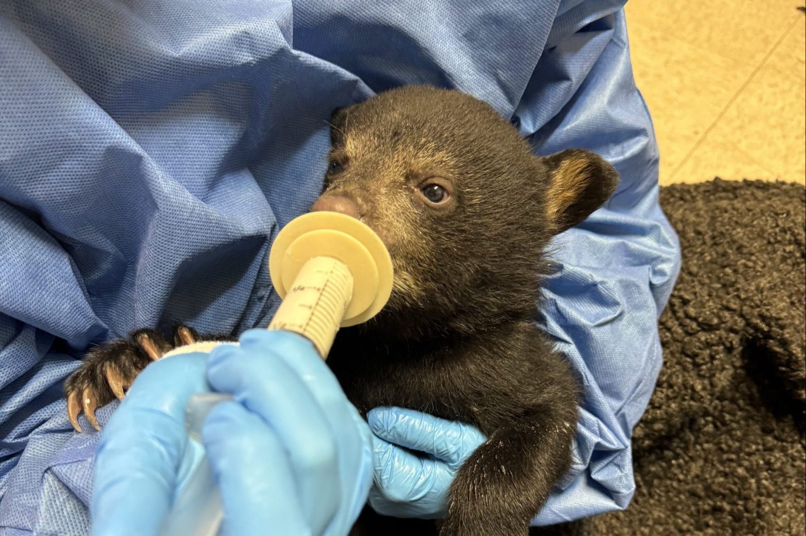 Wythe County official carries an orphaned bear cub 'like a baby' out of ...