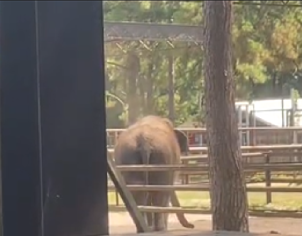 Asha, the elephant from the Natural Bridge Zoo, is being boarded in ...