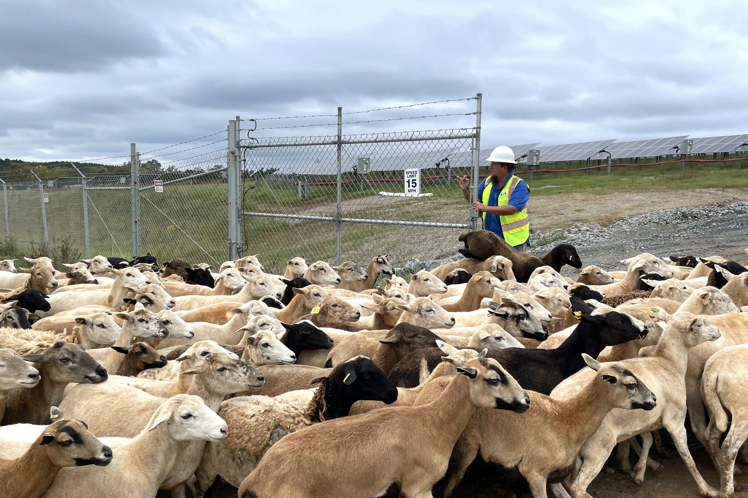 Coming to a solar farm near you: cows? - Cardinal News