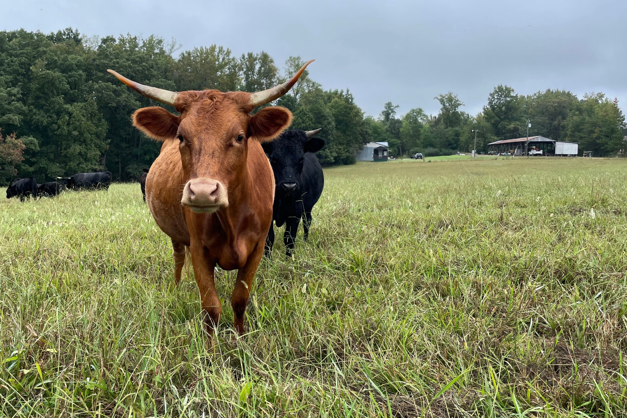 Coming to a solar farm near you: cows? - Cardinal News