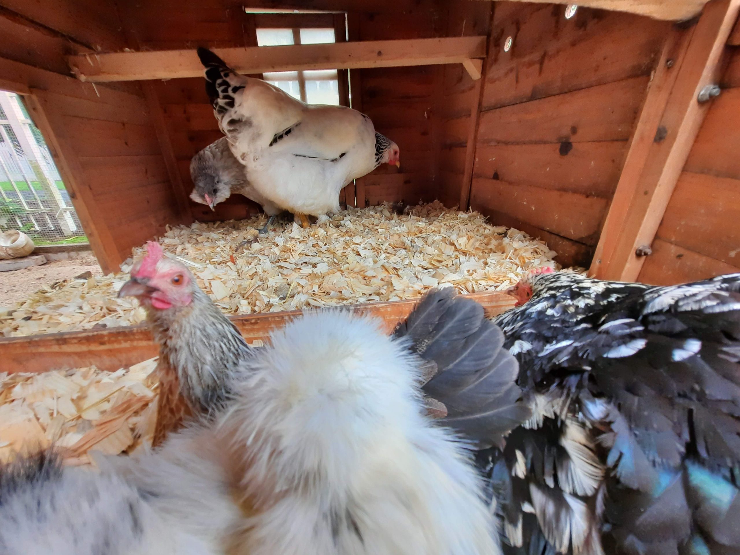 Agenda Bristol: Feathers may be ruffled, bees abuzz over zoning ...