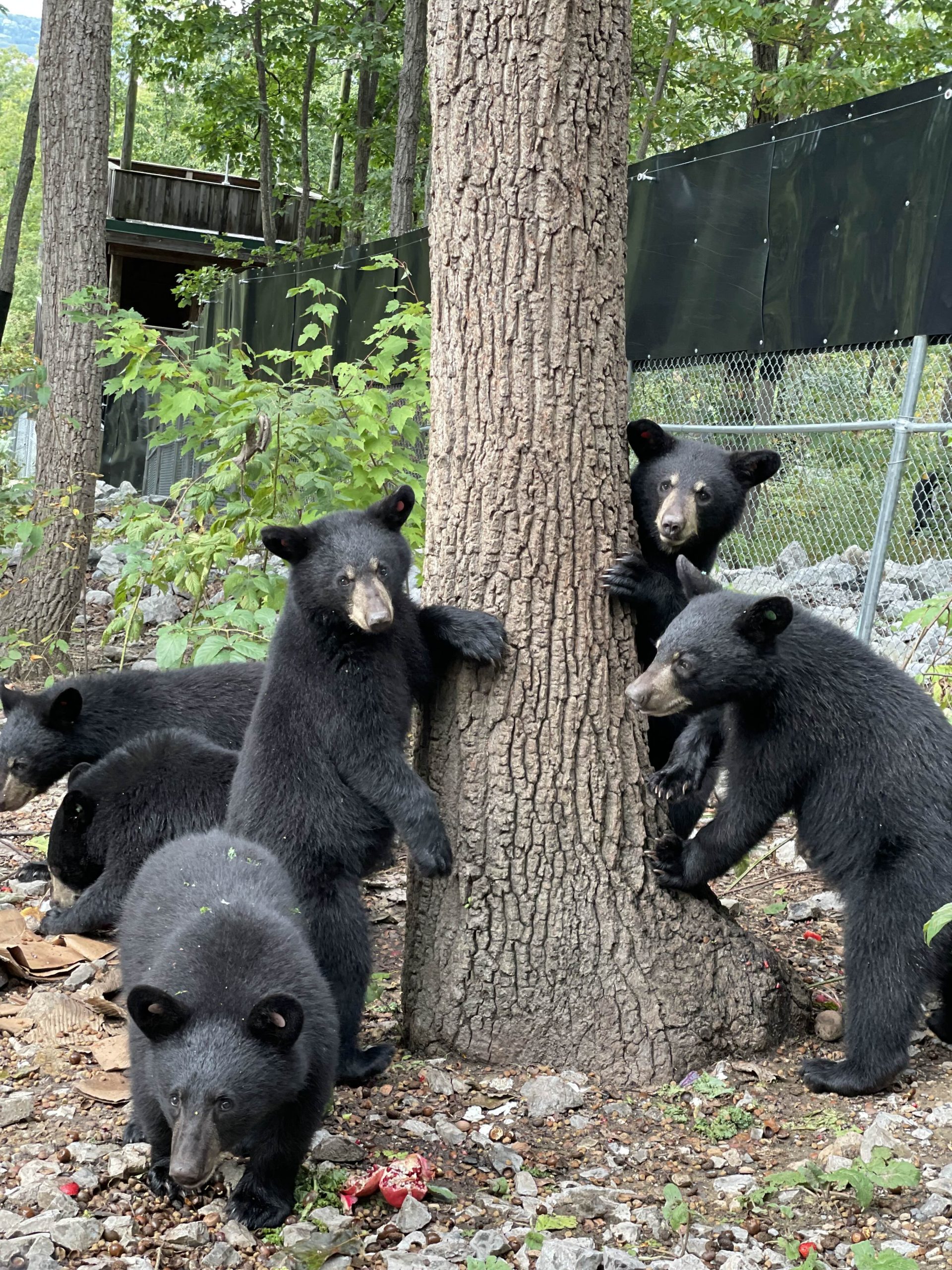 Orphaned bear cub rescued from a brush fire last year 'runs the whole ...