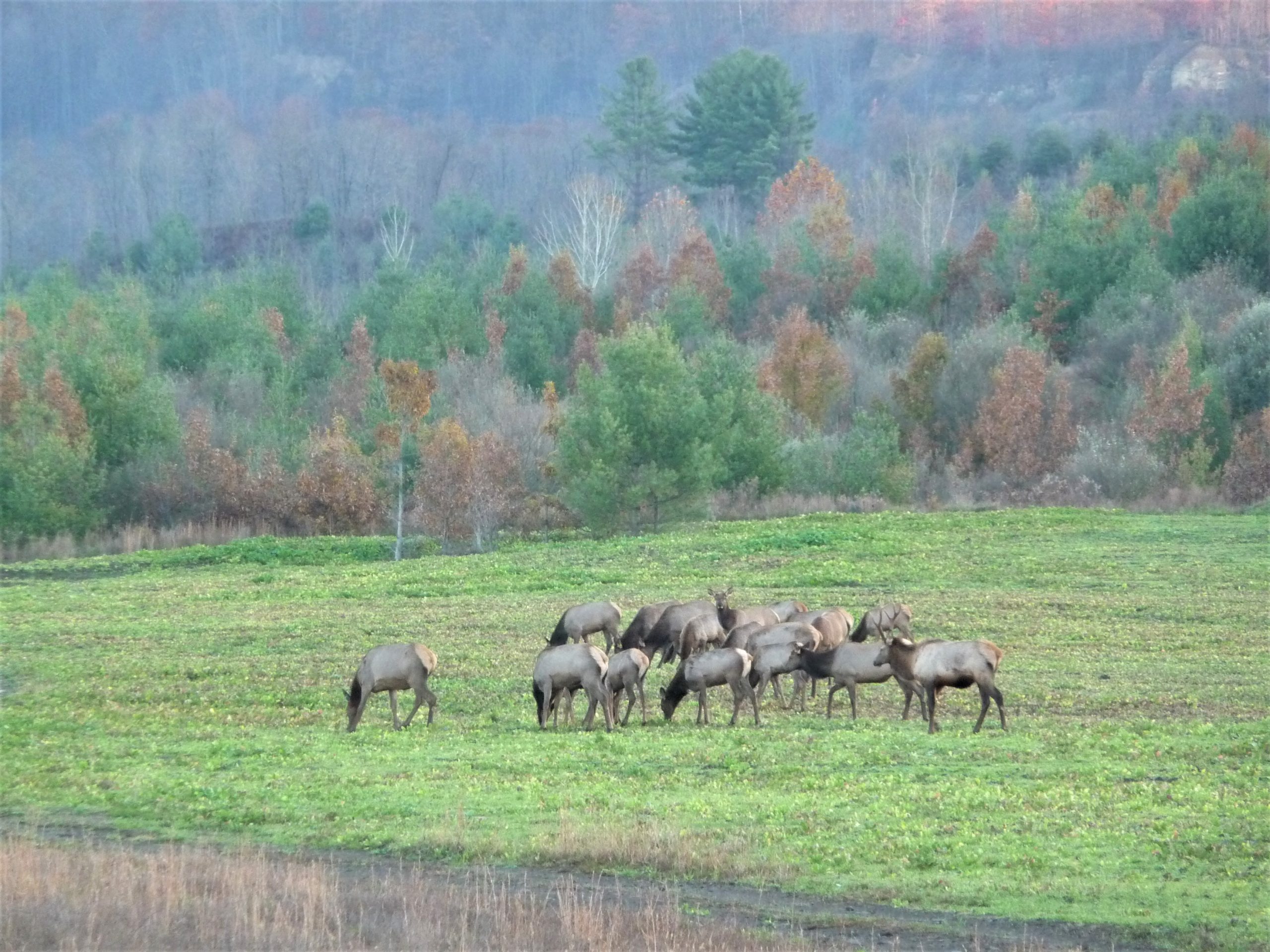 Buchanan County elk tour schedule released for 2025; more ...